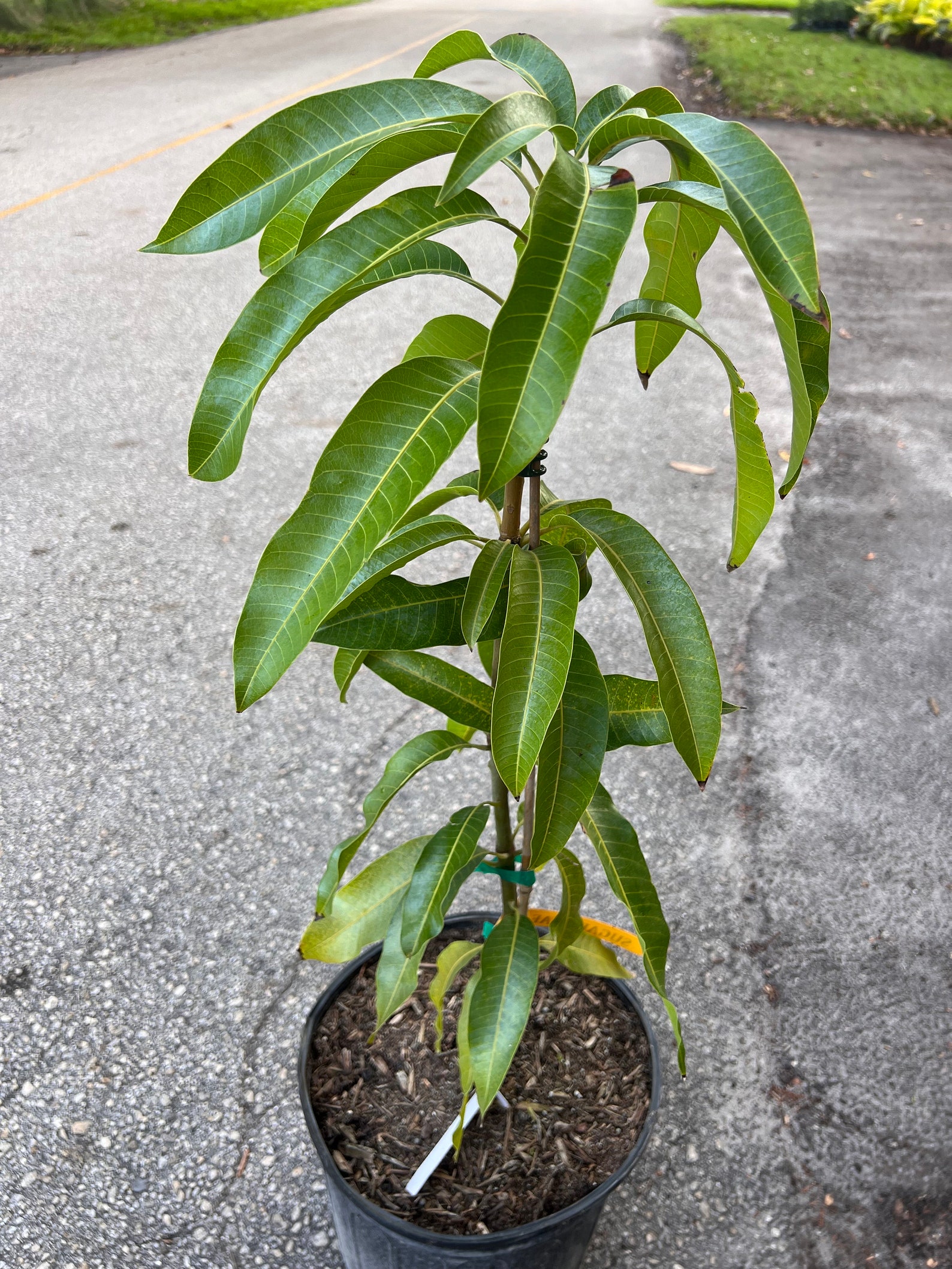 Sugar Loaf Mango Tree. Grafted in 3 Gallons Pot - Etsy