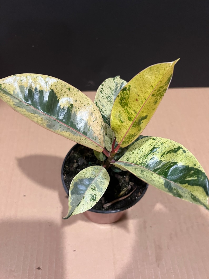 Ficus Shivereana Variegated in 4 Rare - Etsy