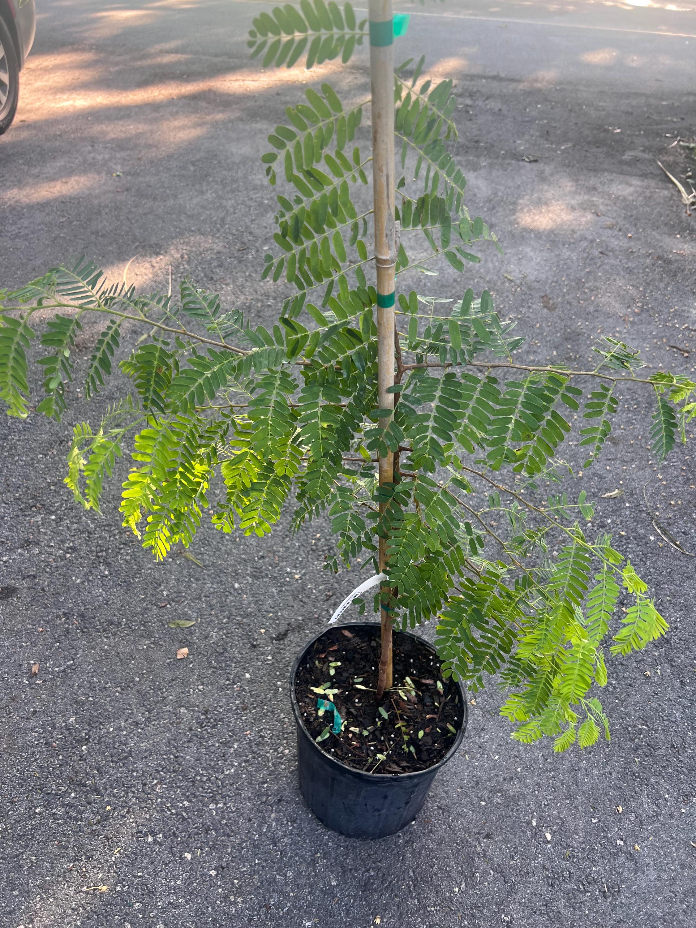 Large Tamarind Tree, Tamarindus Indica in 3 Gallons Pot, Pohon Asem - Etsy