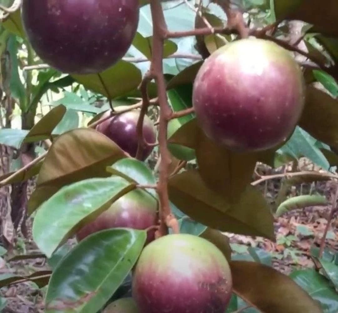 Caimito Purple, Star Apple, Chrysophyllum Caimito Tree in 3 Gallons Pot ...