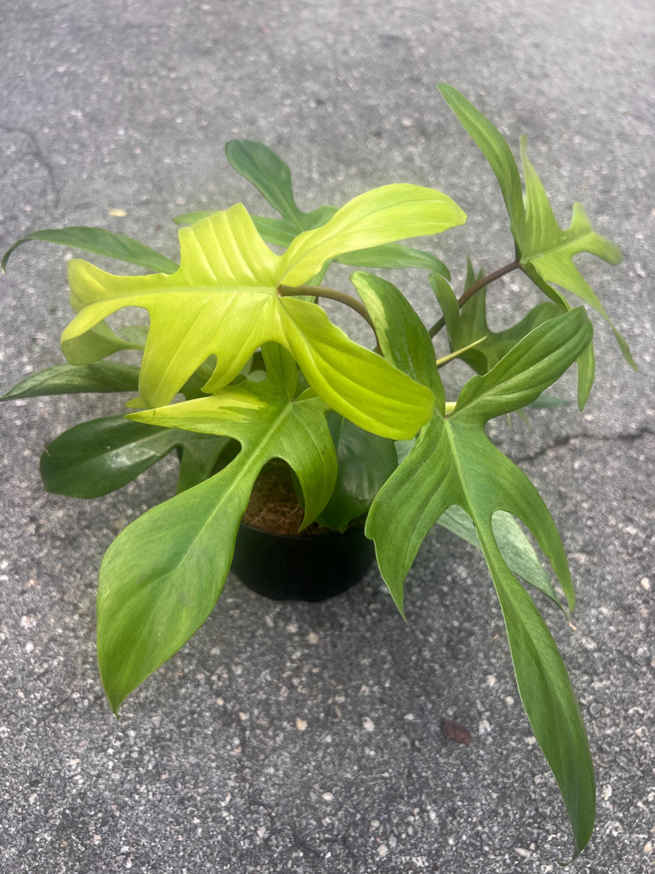 Philodendron Florida Ghost Mint in 6" Pot, Mint Variegated - Etsy