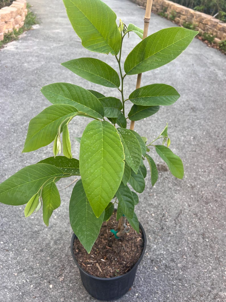 Atemoya Gefner, in 3 Gallons Pot, Grafted, Annona Hybrids - Etsy