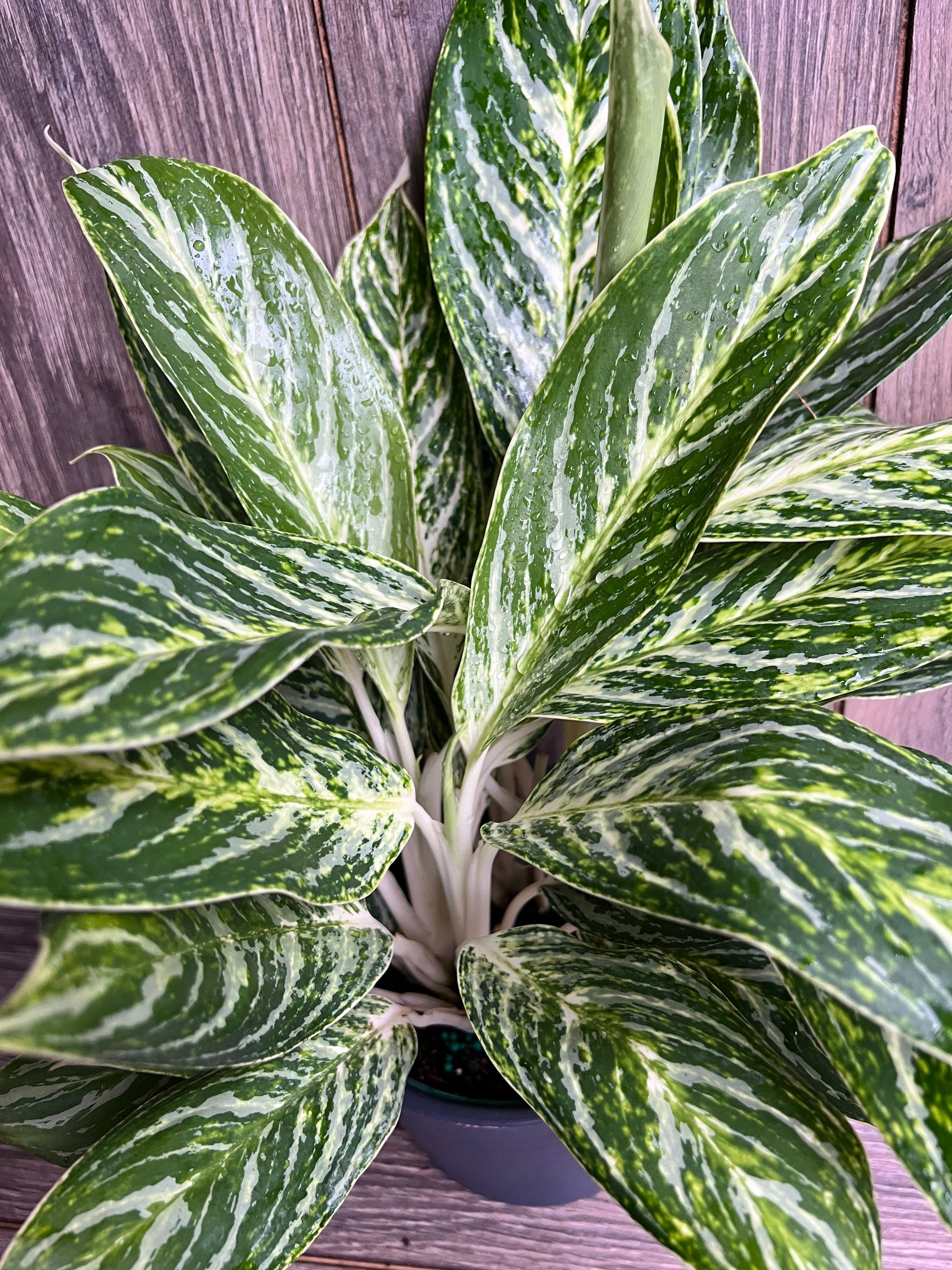 Aglaonema Golden Madonna in 6 Pot - Etsy
