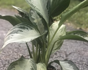 Aglaonema Silver Bay Chinese Evergreen Plant - Etsy