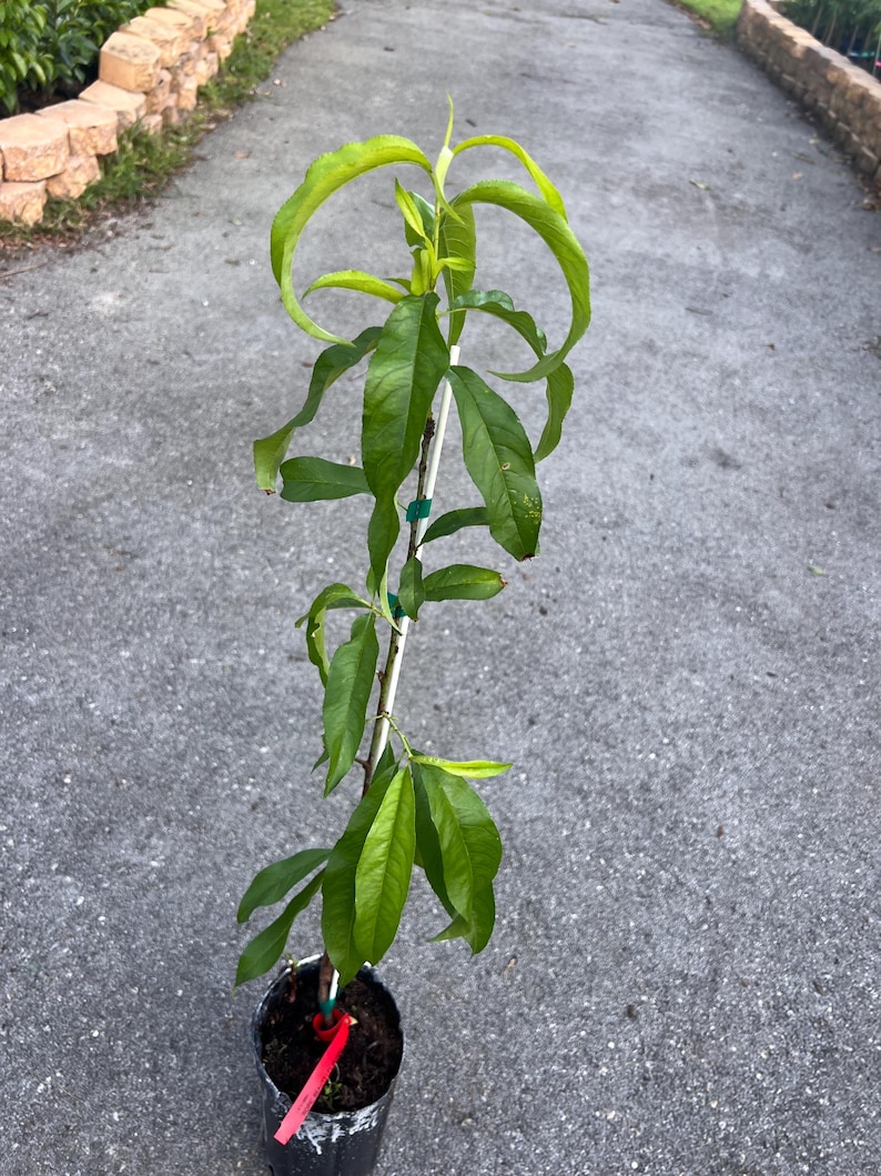 Tropic Beauty Peach Tree in Half Gallon Pot, Grafted - Etsy