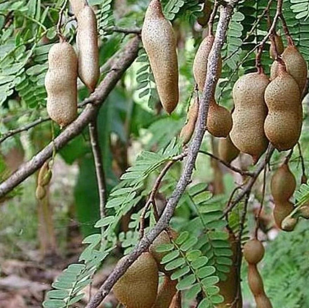 Large Tamarind Tree, Tamarindus Indica in 3 Gallons Pot, Pohon Asem - Etsy
