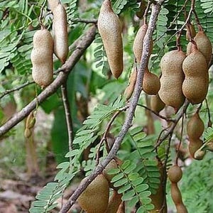 Large Tamarind Tree, Tamarindus Indica in 3 Gallons Pot, Pohon Asem - Etsy