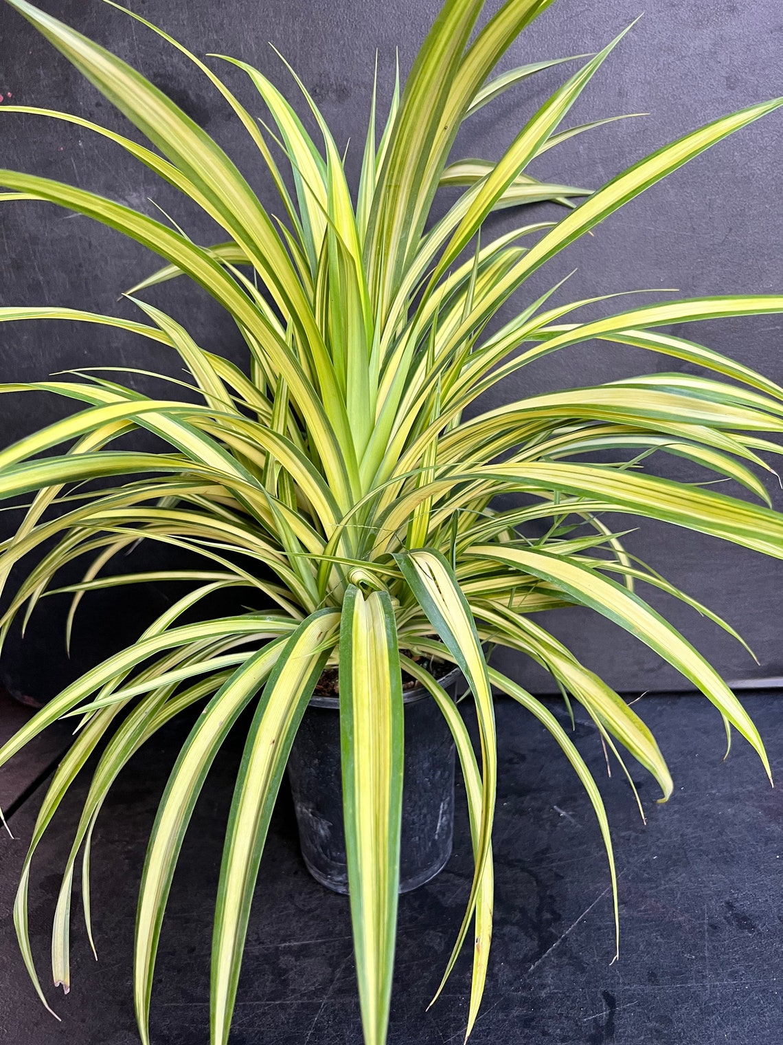 Large Pandanus Baptistii Aureus Variegated Dwarf Pandanus in - Etsy