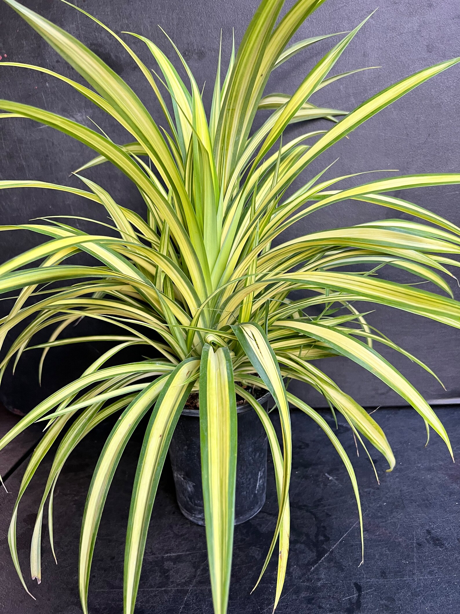 Large Pandanus Baptistii Aureus Variegated Dwarf Pandanus in - Etsy
