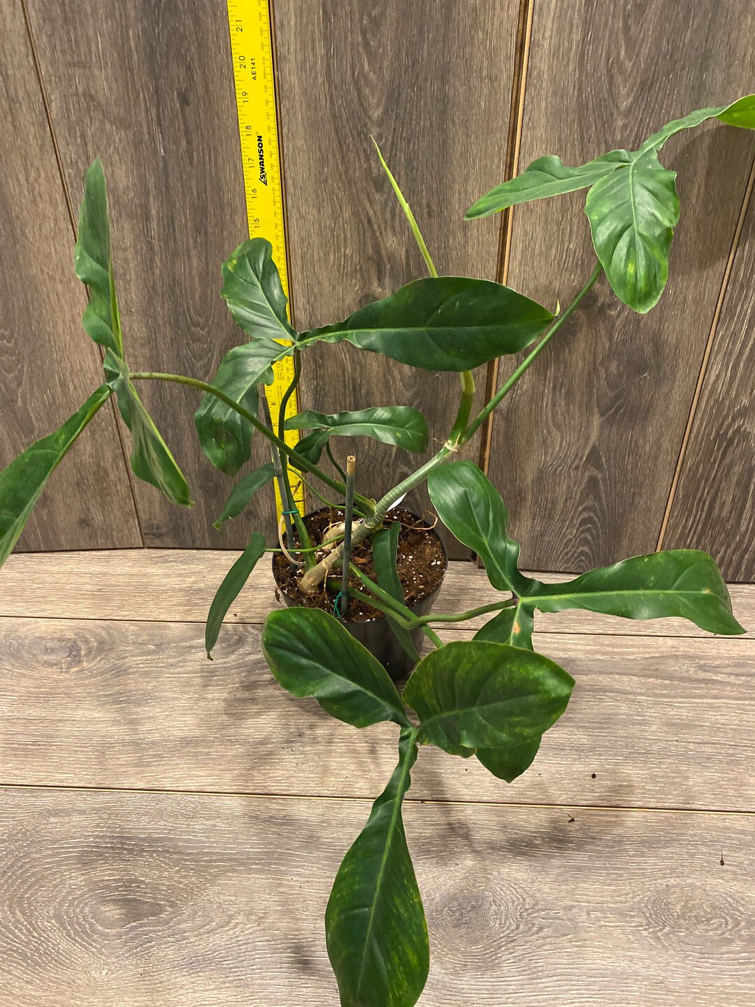 Philodendron 69686 in 6 Pot, Philo 69 - Etsy