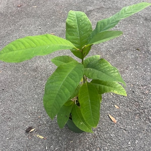 Yellow Flower, Magnolia Champaca, Michelia Champaca in 6" or 4" Pot ...