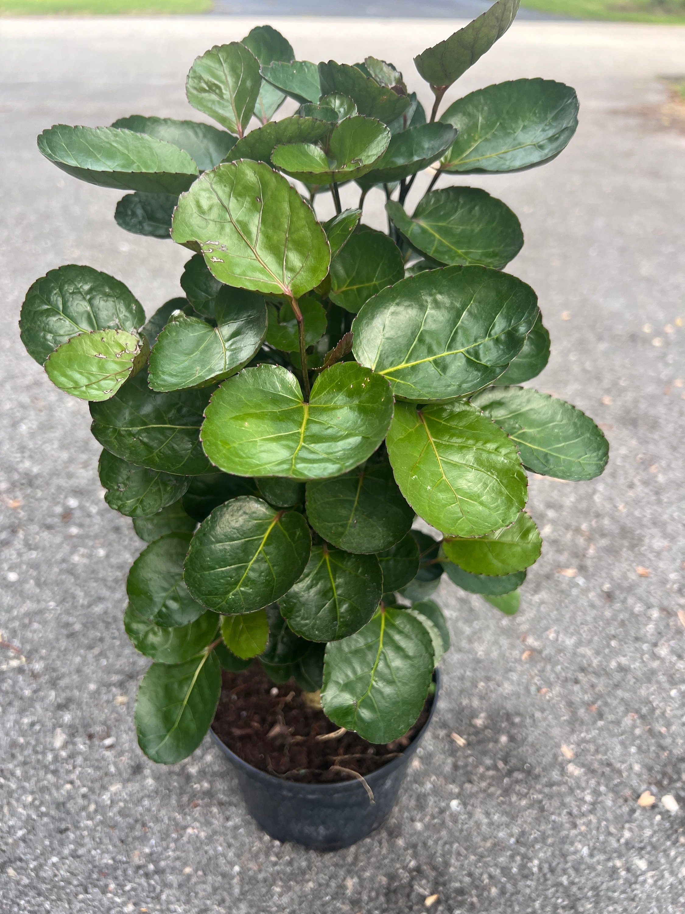 Aralia Fabian Stump 6" Pot - Etsy