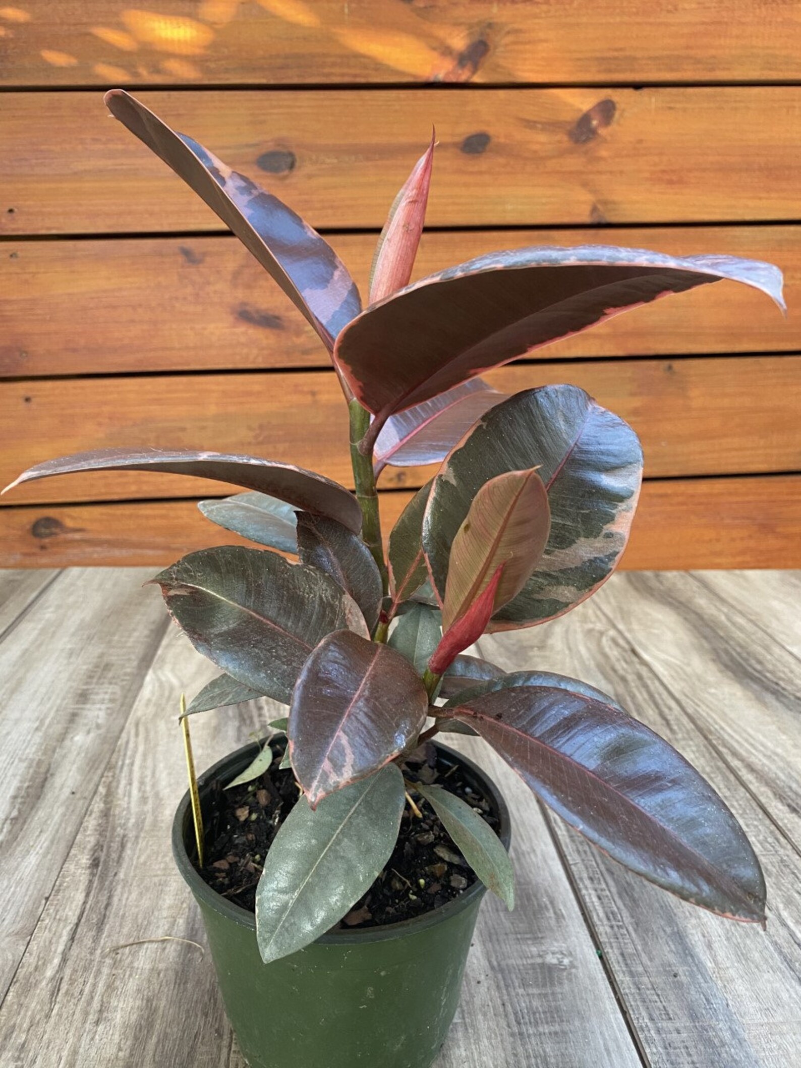 Ficus Ruby Ficus Elastica Pink Ruby Ficus Belize in 6 | Etsy
