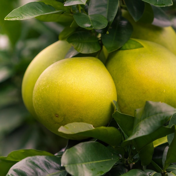 Pomelo - Etsy