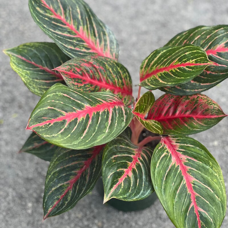 Philodendron Red Emerald - Etsy