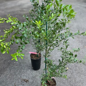 Finger Lime Tree , 1/2 Gallon Pot - Microcitrus Australasica in 1/2 Gal ...