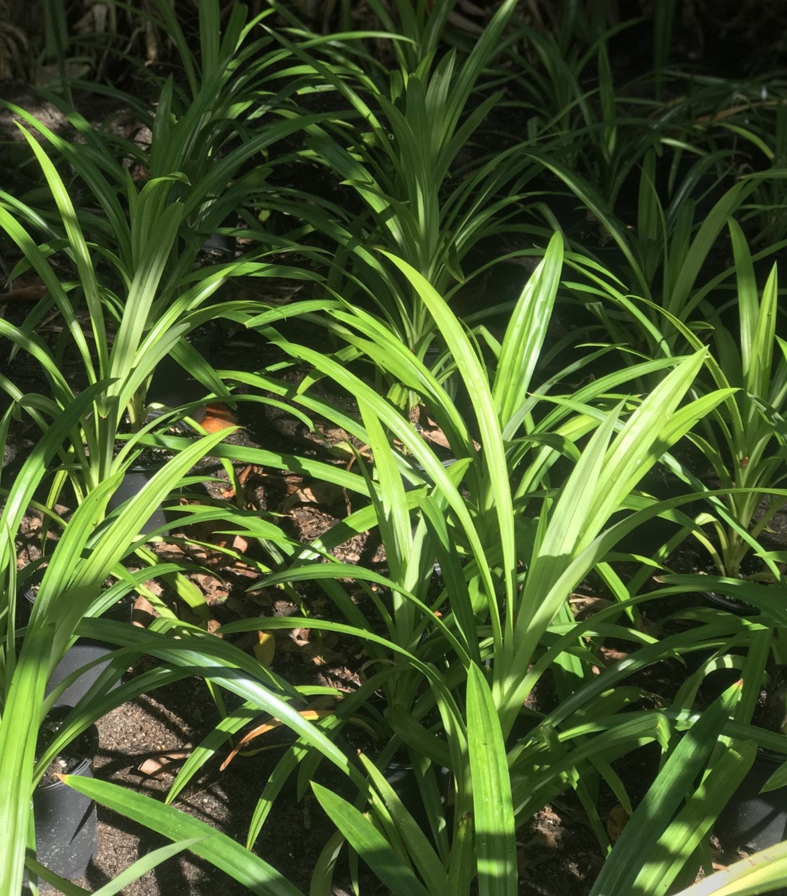 ONE Pandan Plant, Pandanus, Pandan in 4" Pot - Etsy