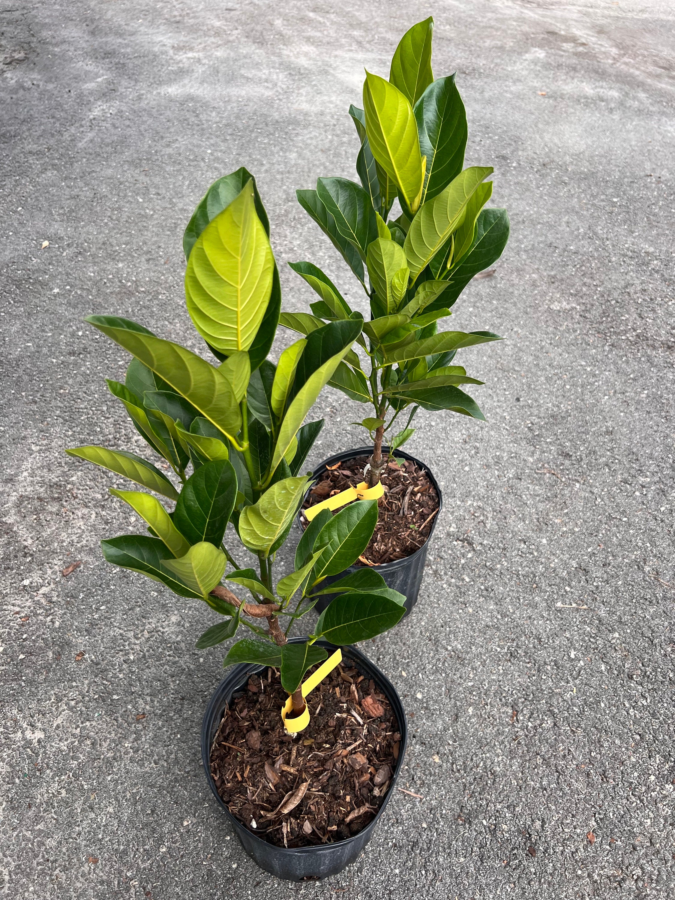 J31 Jack Fruit, Dwarf in 3 Gallons Pot, Grafted, Artocarpus ...