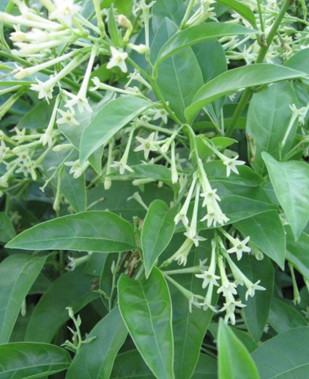 Cestrum Nocturnum , Night Blooming Jasmine in 6" Pot - Etsy