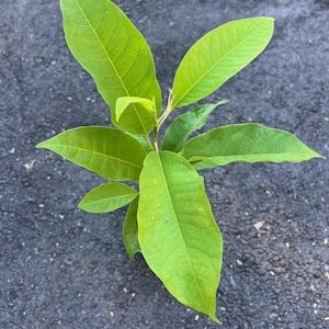 Yellow Flower, Magnolia Champaca, Michelia Champaca in 6" or 4" Pot ...