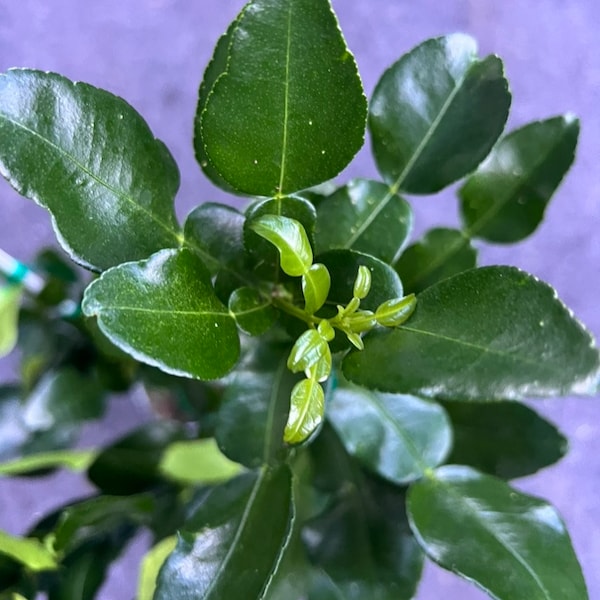 Lime Green Plant Pots - Etsy