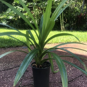 ONE Pandan Plant, Pandanus, Pandan in 4" Pot - Etsy