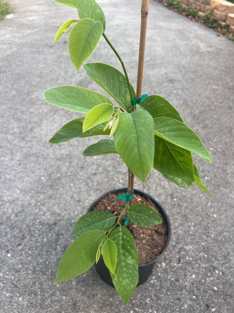 Atemoya Priestly, in 3 Gallons Pot, Grafted, Annona Hybrids - Etsy