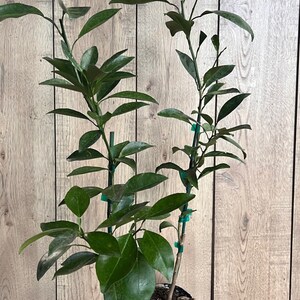 Grafted Kishu Mandarin Tree in Half Gallon Pot, Tangerine FLORIDA ...