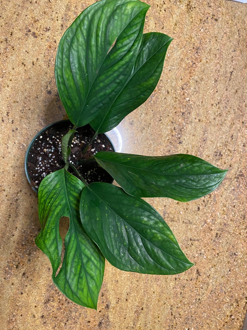 Monstera Pinnatipartita in 6pot - Etsy