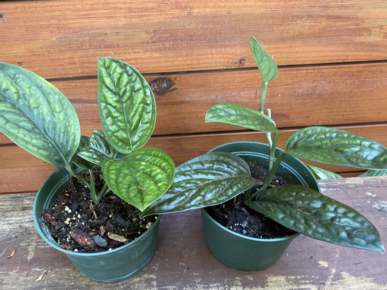 Monstera Peru in 6 Pot Rare Plant House Plant - Etsy