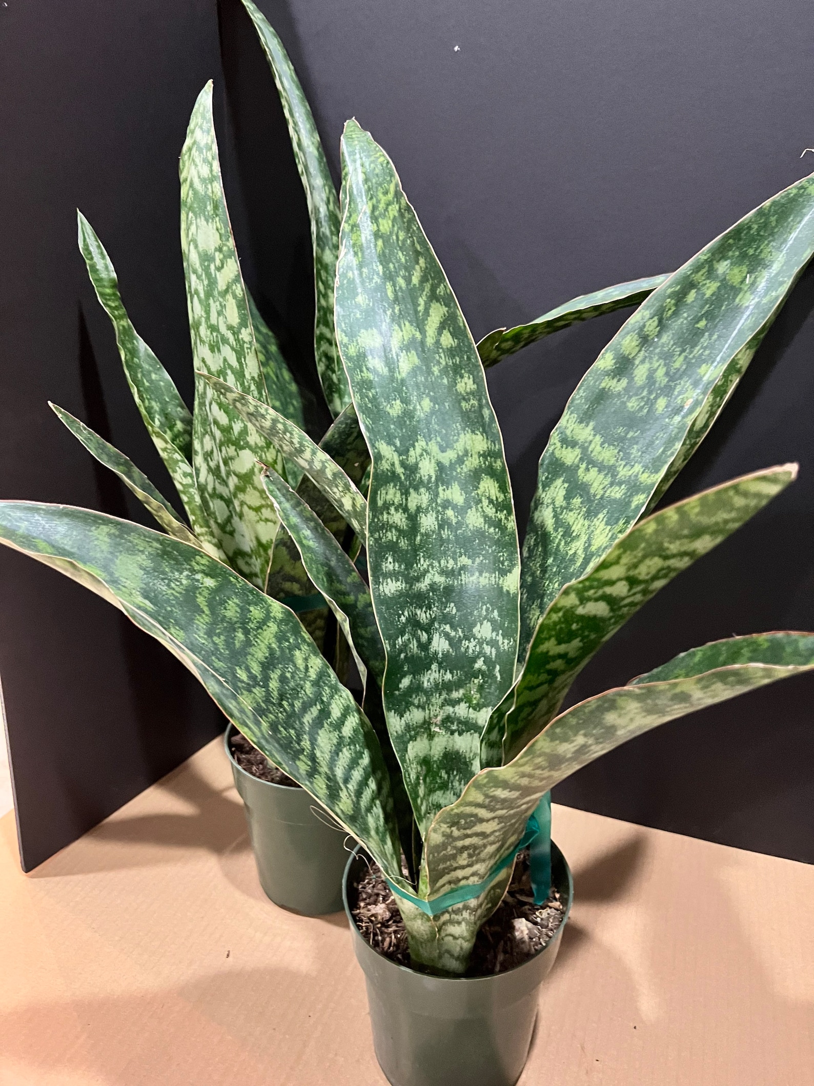 Large Sansevieria Jaboa in 6 Pot King Jaboa - Etsy