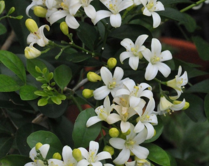 Murraya Paniculata - Orange Jasmine - Extremely Fragrant Flowers ...