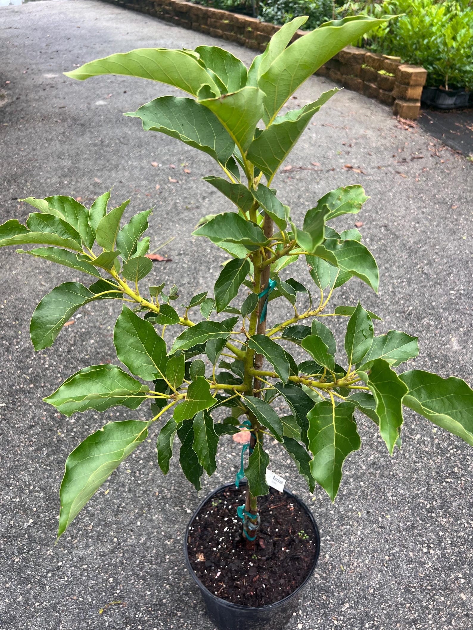 Monroe Avocado Tree , Cold Hardy , Grafted in 3 Gallons Pot, No Ship to ...