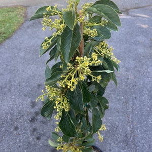 Donnie Avocado Tree , Grafted in 3 Gallon Pot, No Ship to HI - Etsy