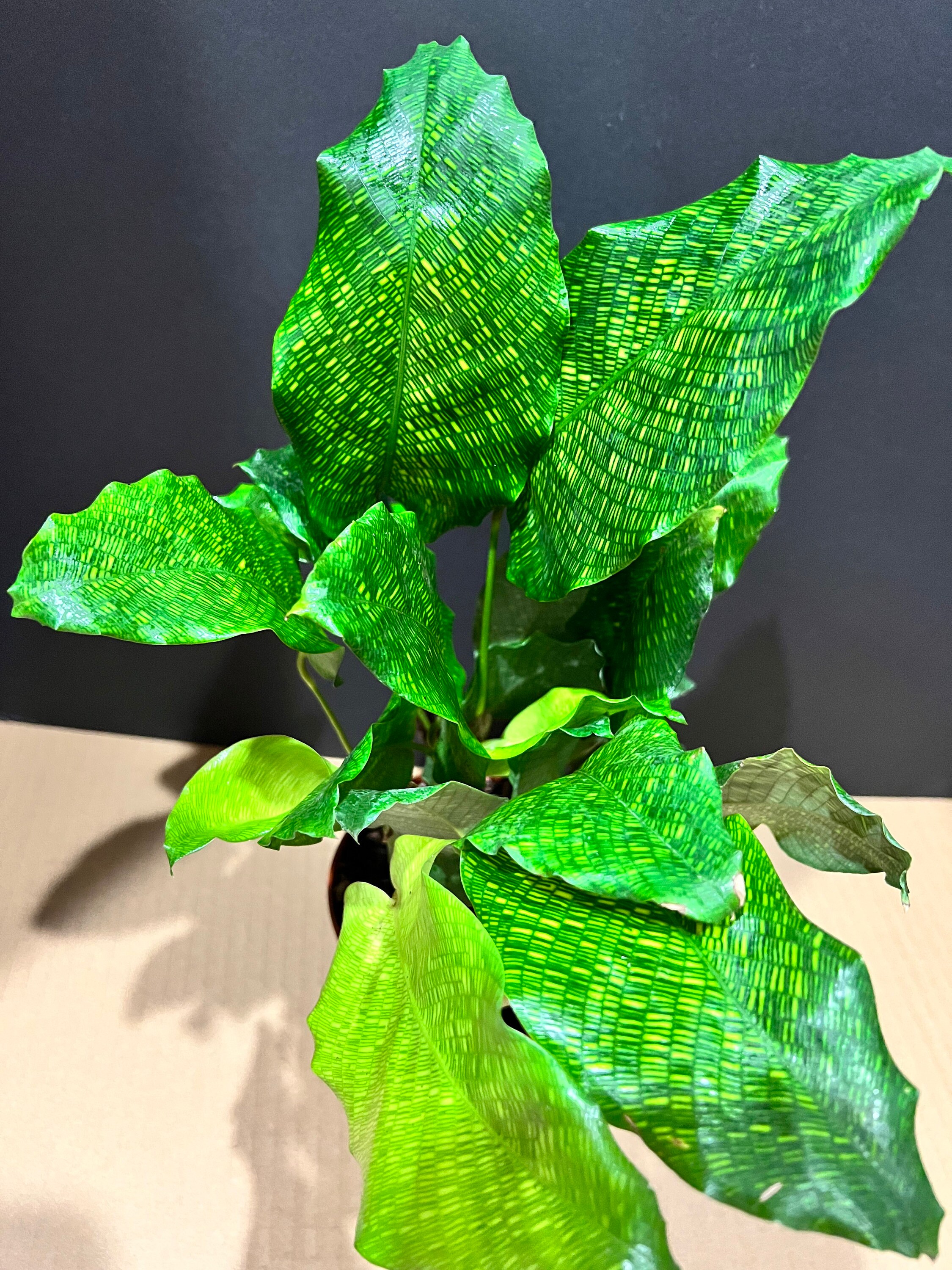 Calathea Musaica Calathea Network in 4 Pot - Etsy