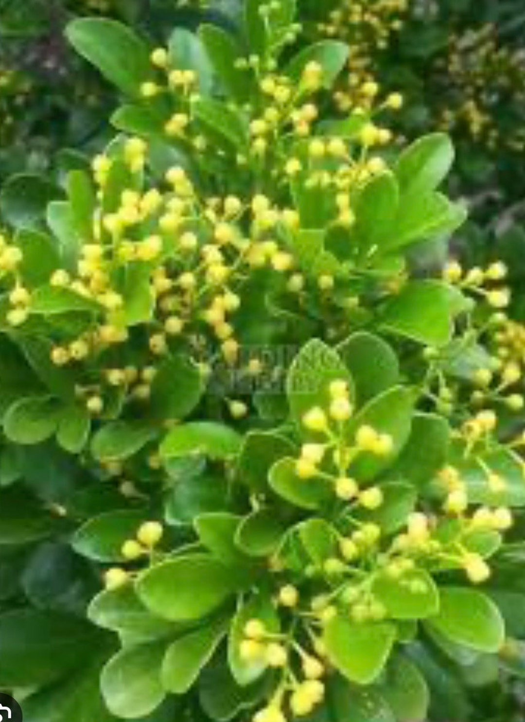 Chinese Perfume Tree, Chinese Rice Flower, in 4", 6" and 10" Pot Aglaia ...