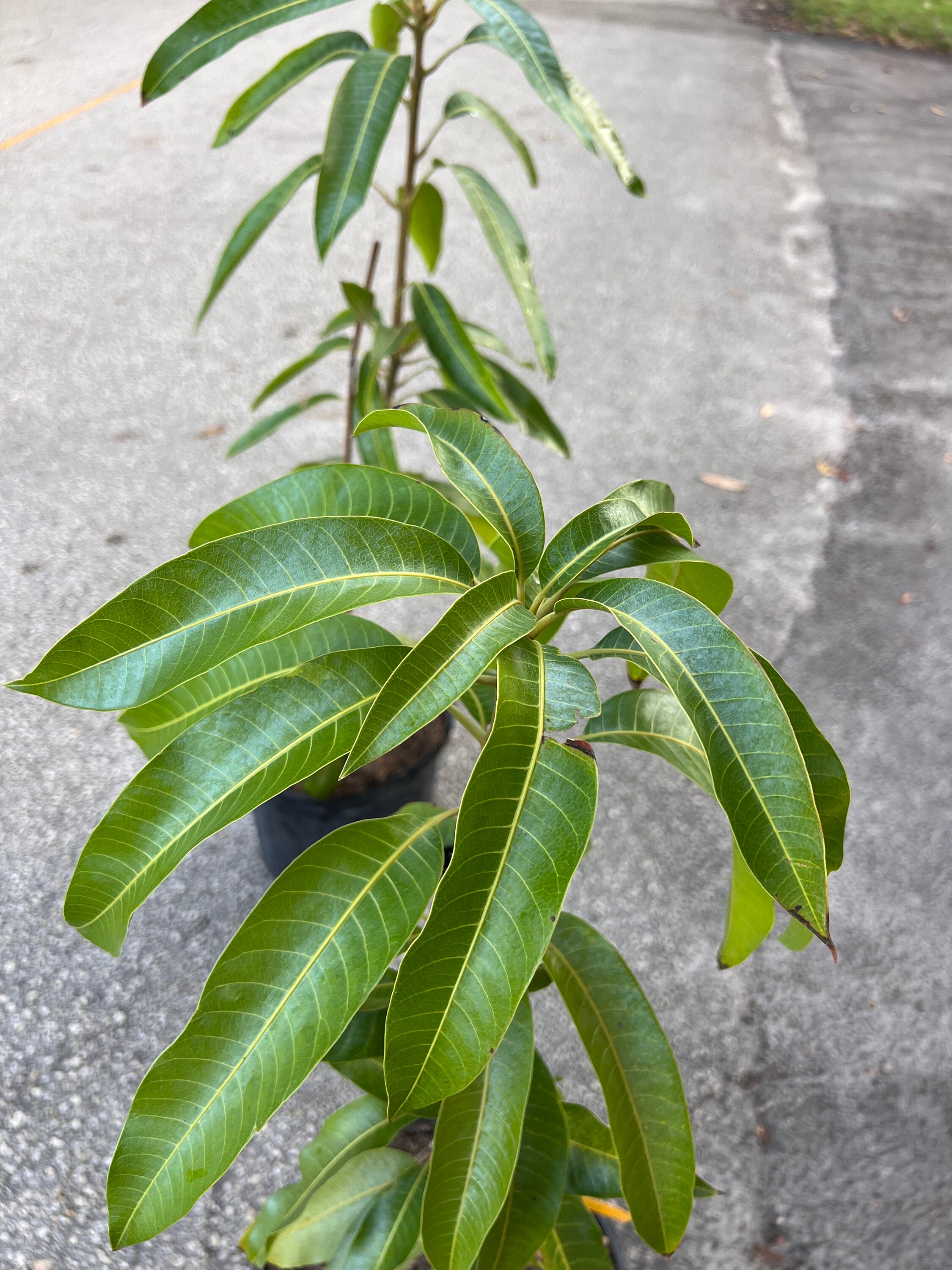 Sugar Loaf Mango Tree. Grafted in 3 Gallons Pot - Etsy