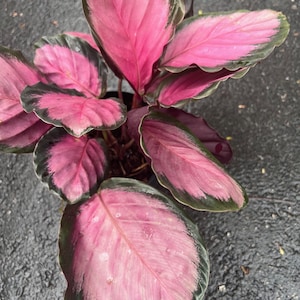 Calathea Pink Star in 6" Pot, Live Plant, Prayer Plant - Etsy