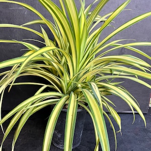 Large Pandanus Baptistii Aureus - Variegated Dwarf Pandanus in 1 Gallon ...