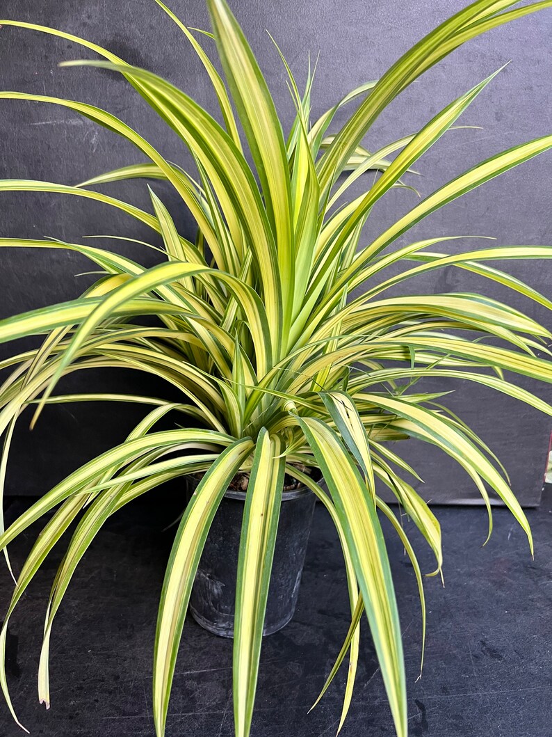 Large Pandanus Baptistii Aureus Variegated Dwarf Pandanus in - Etsy