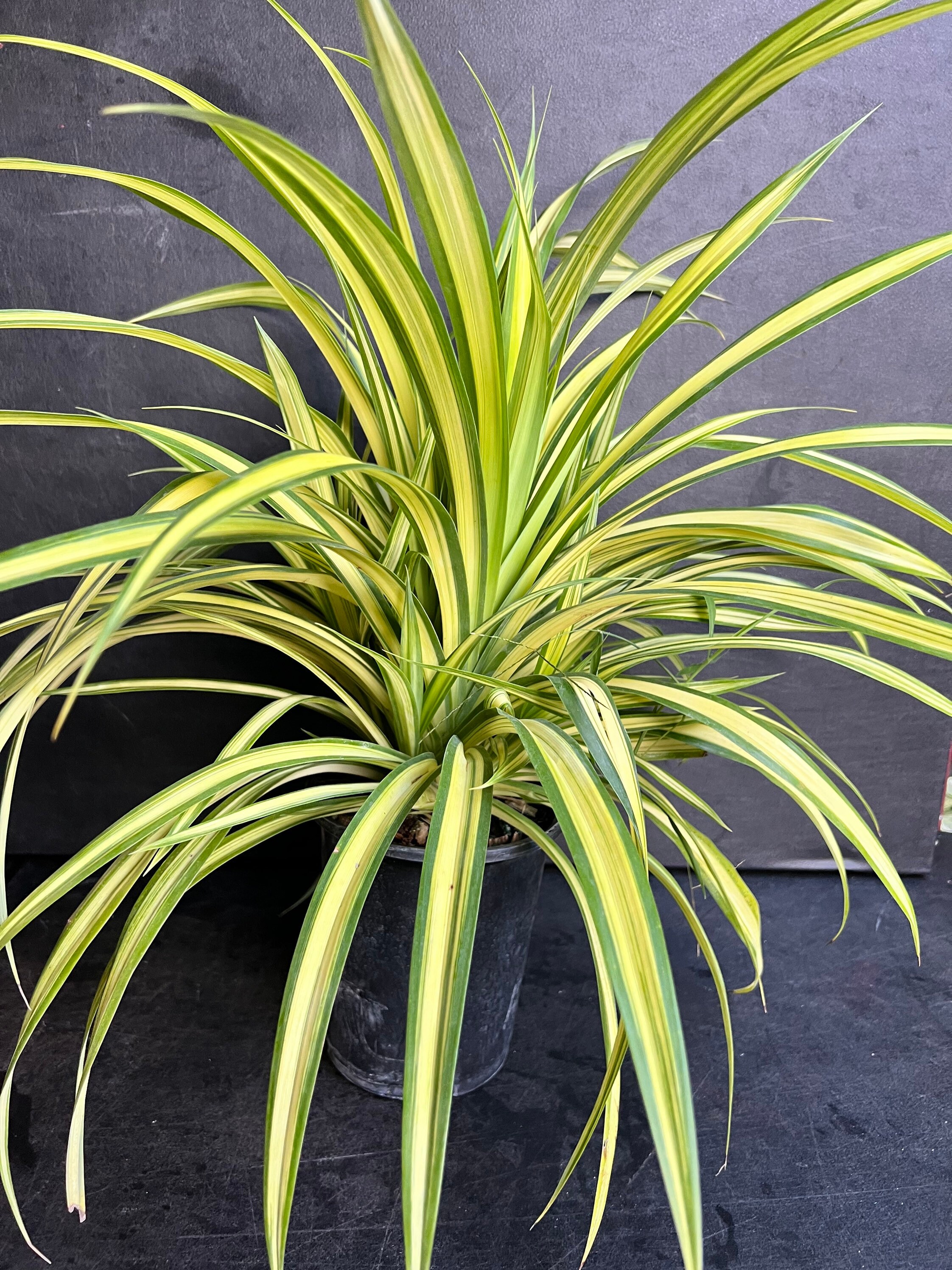 Large Pandanus Baptistii Aureus Variegated Dwarf Pandanus in - Etsy