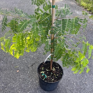 Large Tamarind Tree, Tamarindus Indica in 3 Gallons Pot, Pohon Asem - Etsy