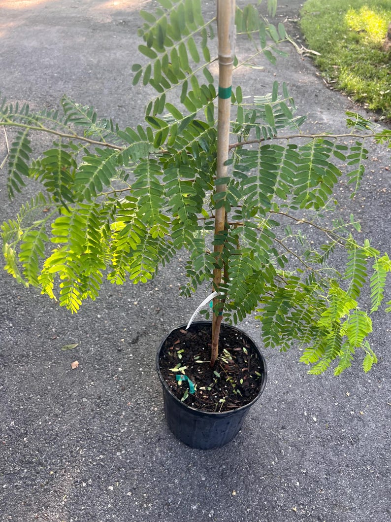 Large Tamarind Tree, Tamarindus Indica in 3 Gallons Pot, Pohon Asem - Etsy