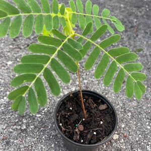 Large Tamarind Tree, Tamarindus Indica in 4 Pot, Pohon Asem - Etsy