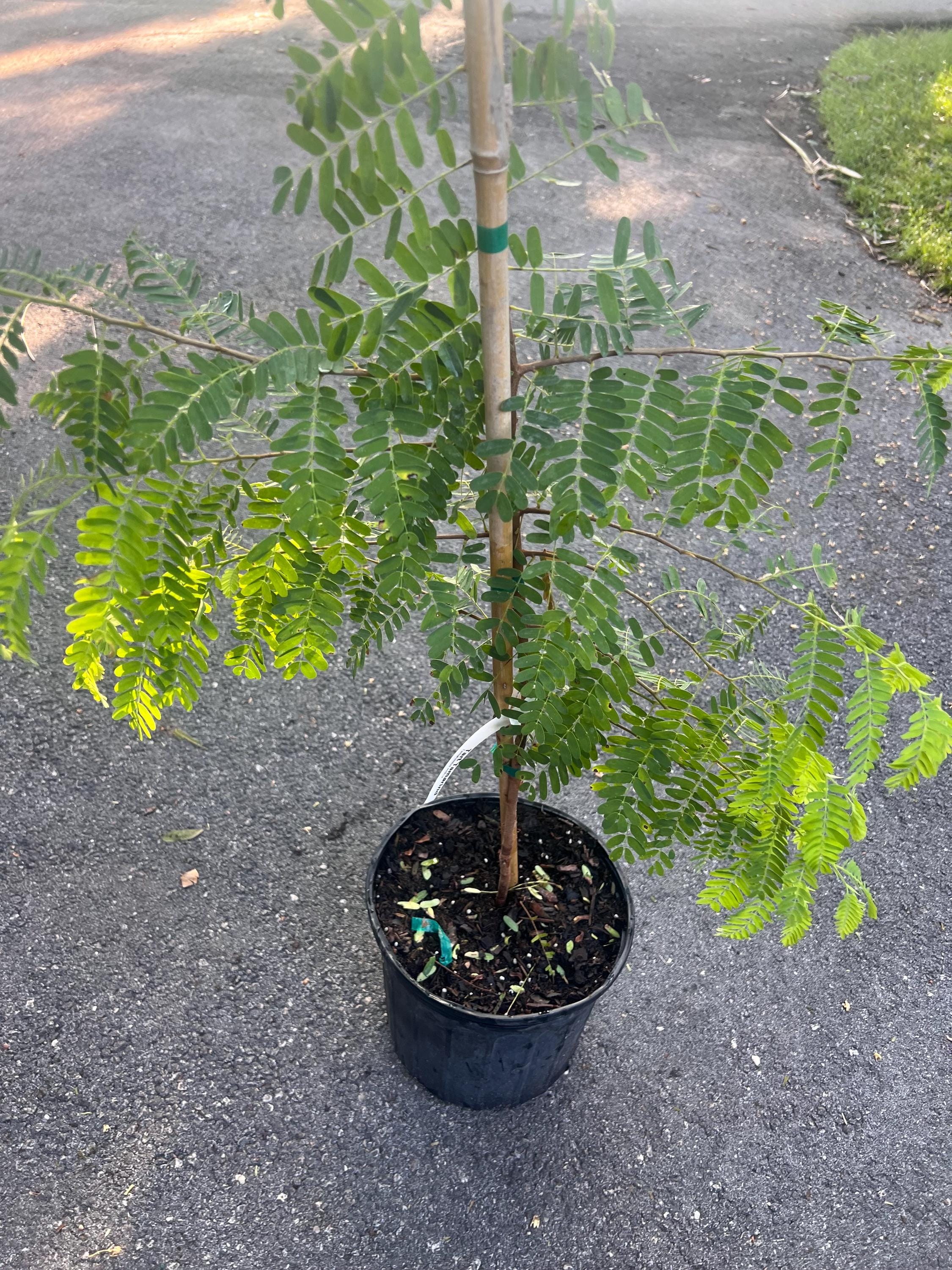 Large Tamarind Tree, Tamarindus Indica in 3 Gallons Pot, Pohon Asem - Etsy