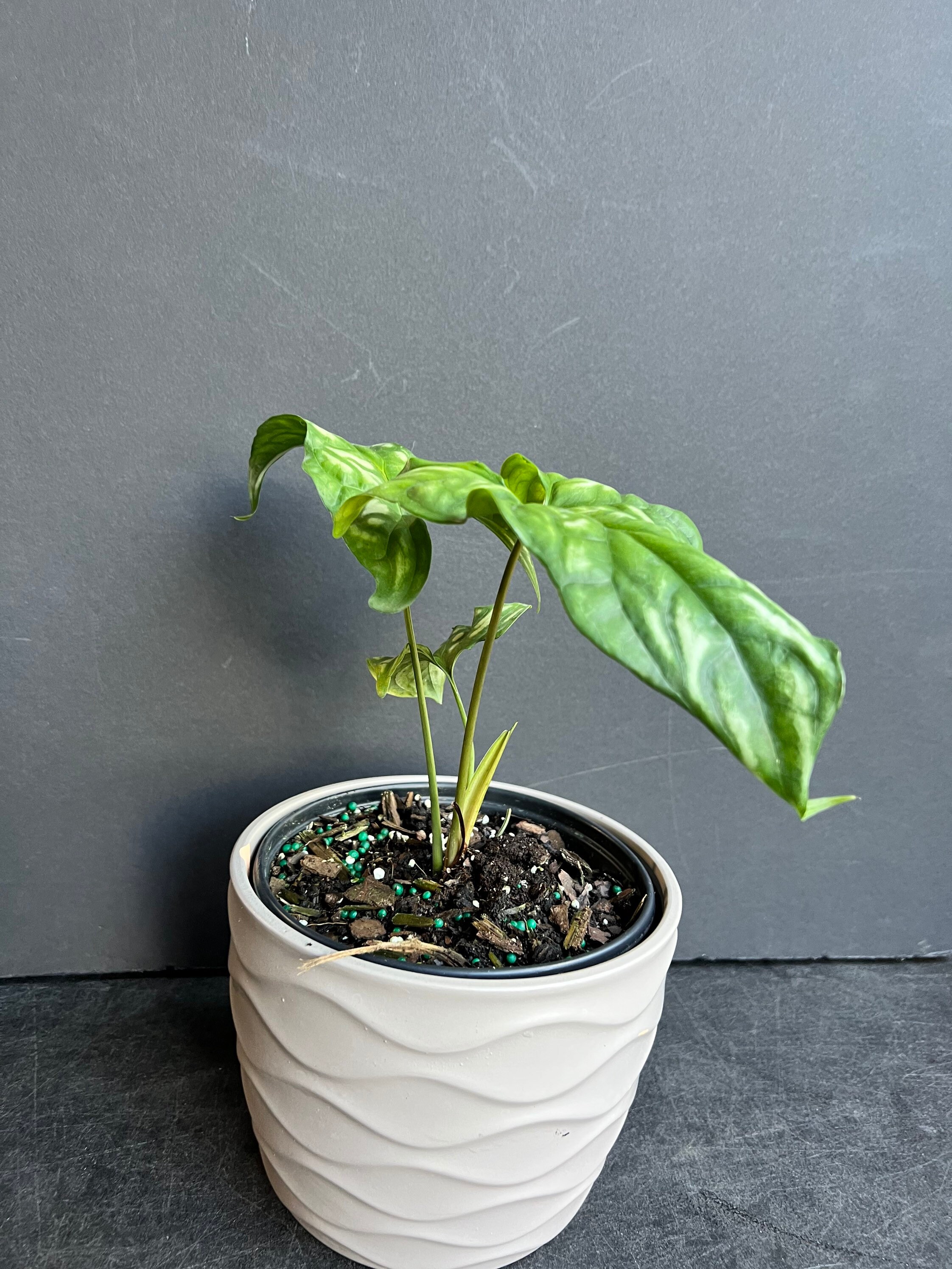 Cercestis Mirabilis in 6 Pot - Etsy