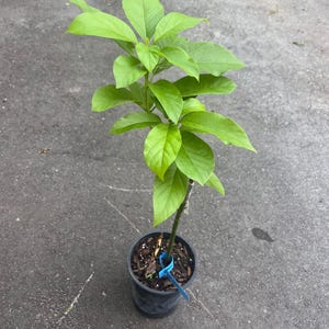 Donnie Avocado Tree , Grafted in 6" Pot - Etsy