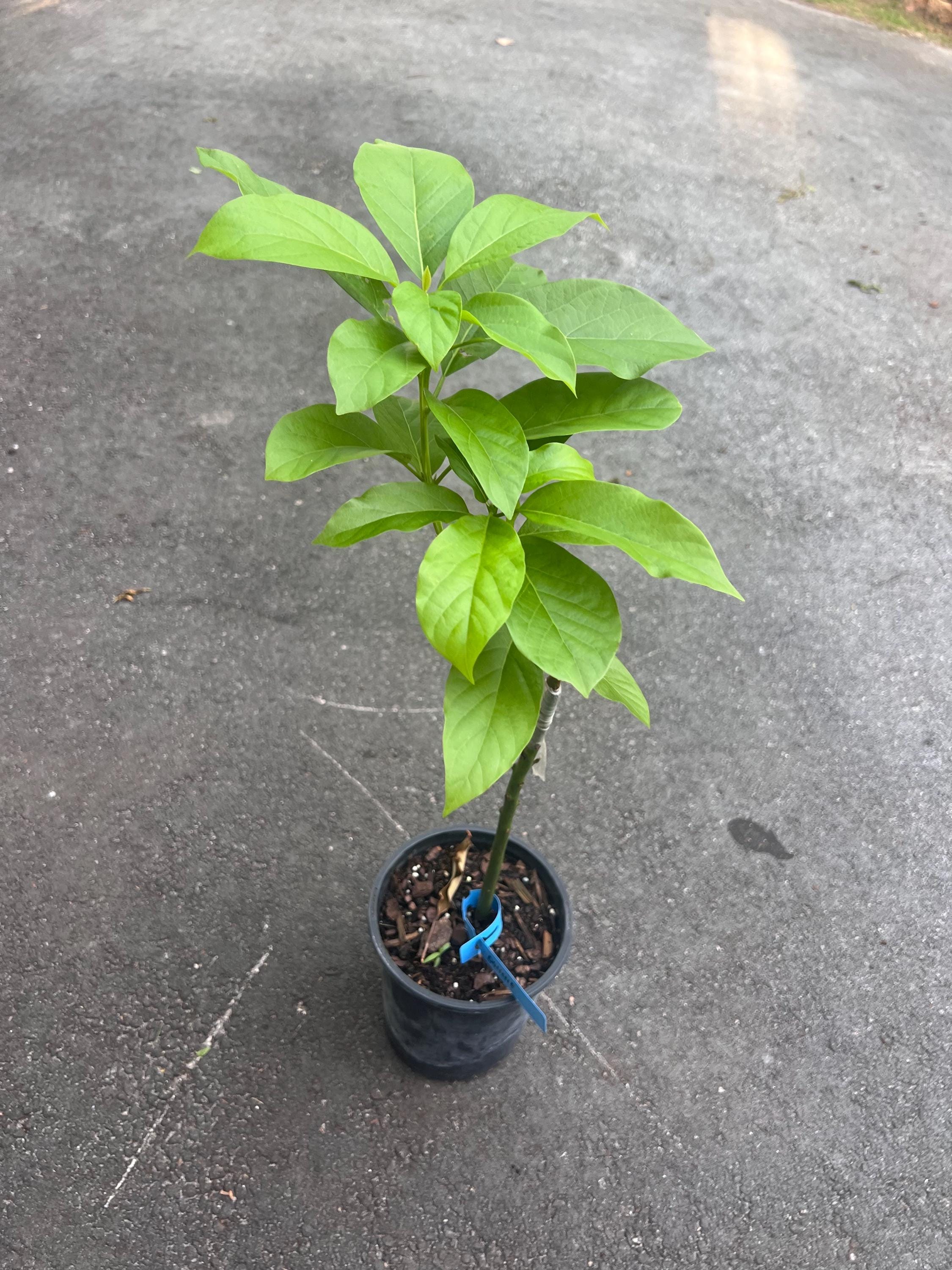 Donnie Avocado Tree , Grafted in 6" Pot - Etsy