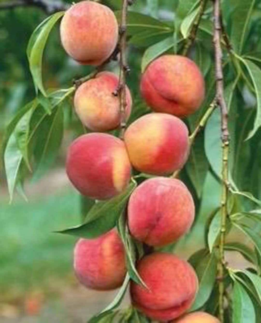 Tropic Beauty Peach Tree in Half Gallon Pot, Grafted - Etsy