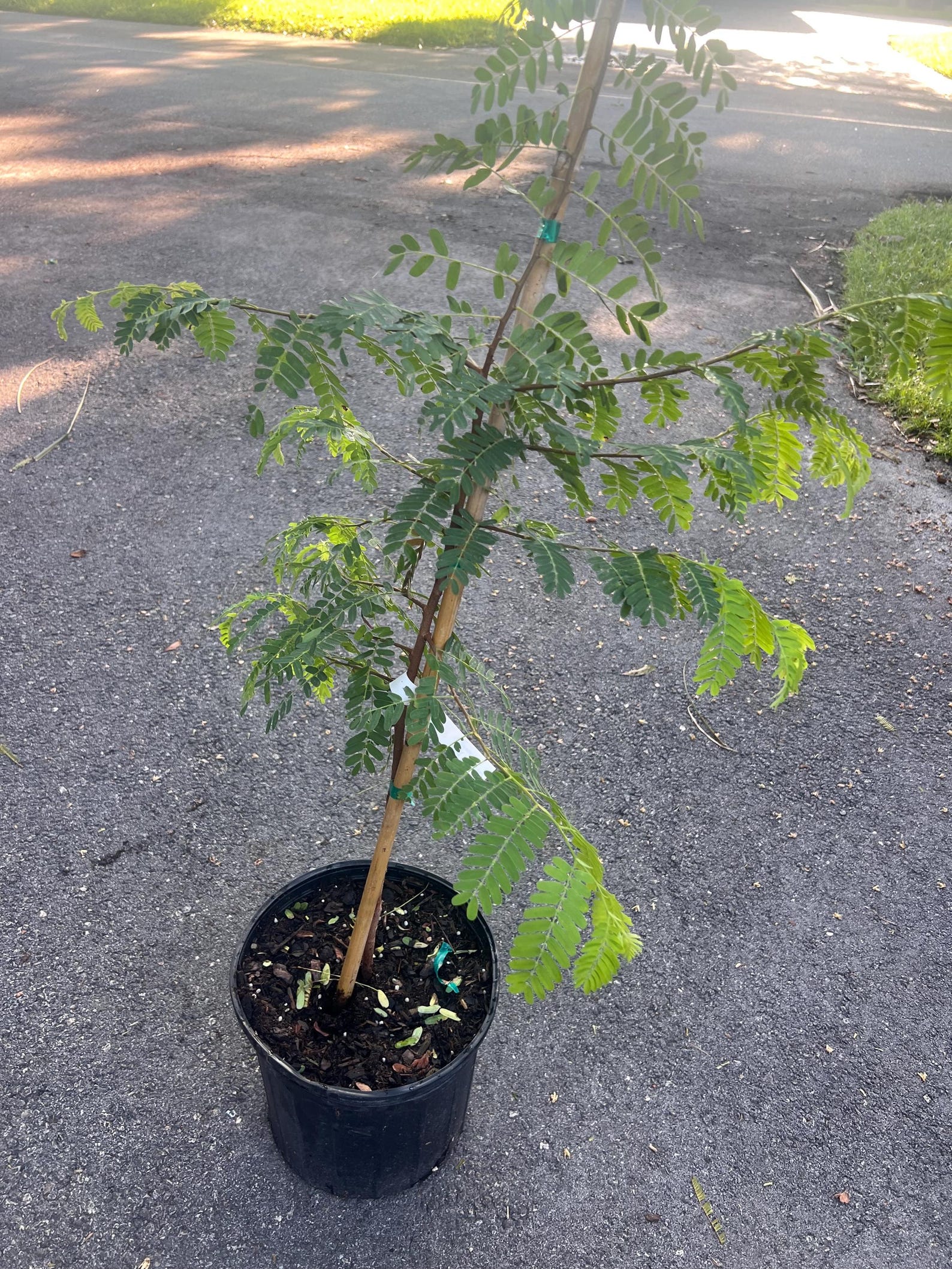 Large Tamarind Tree, Tamarindus Indica in 3 Gallons Pot, Pohon Asem - Etsy